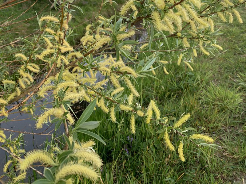 Hooikoorts | Hoveniersbedrijf De Vuursche